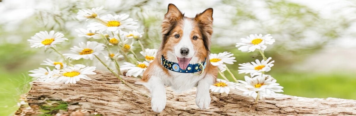 SHOP OUR SUPER CUTE DAISY LEATHER COLLAR COLLECTION – Karma Collars ...