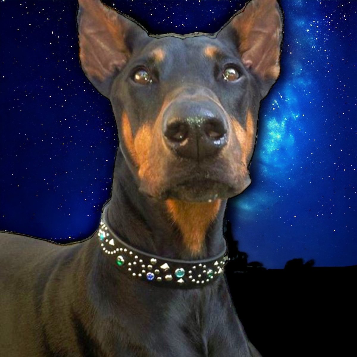 Stargazer SL Leather Dog Collar | Karma Collars: Custom Leather Dog Collars