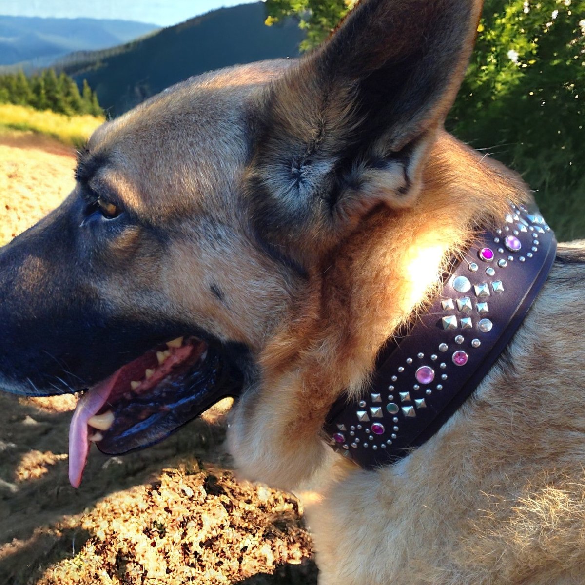 Stargazer Double Deluxe Leather Dog Collar | Karma Collars: Leather Dog ...