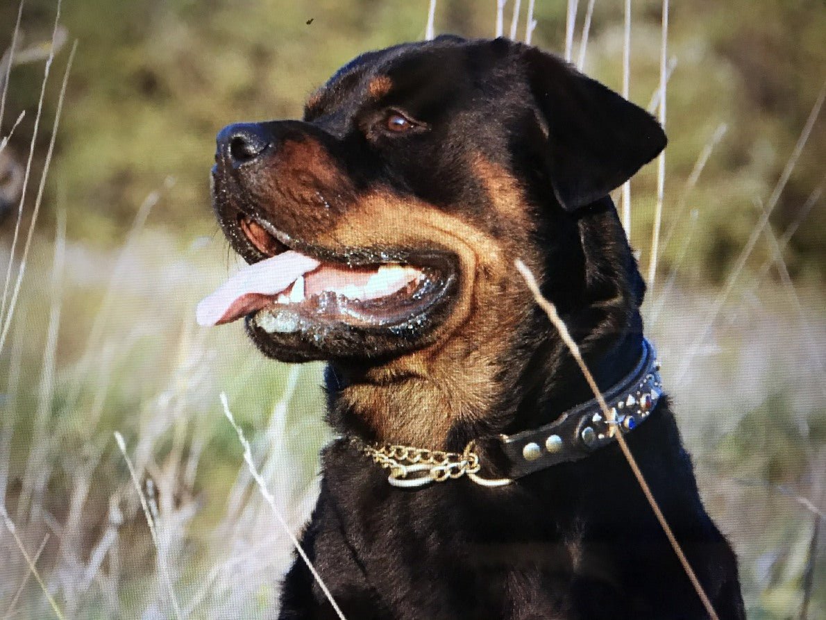 Rottweiler Dog Collars